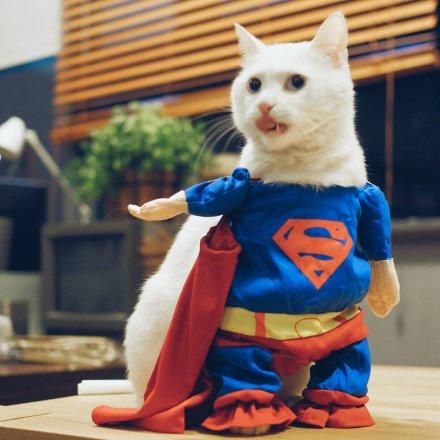 酥饼大人微博怎么关注_酥饼大人微博更新频率-第3张图片-山城妙识