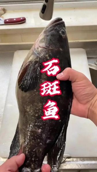 老虎斑是淡水还是海鱼_老虎斑属于什么鱼-第3张图片-山城妙识