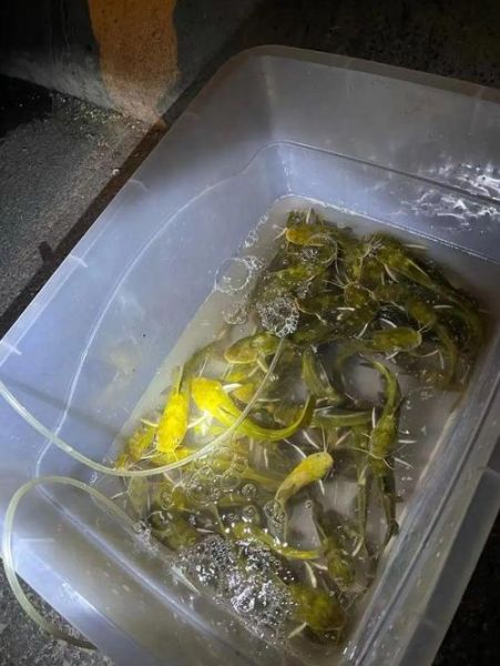 黄辣丁寄生虫多吗_怎么彻底去除-第2张图片-山城妙识 黄辣丁寄生虫多吗_怎么彻底去除-第2张图片-山城妙识