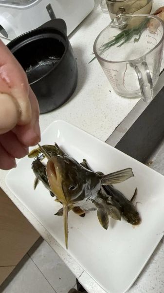 黄辣丁寄生虫多吗_怎么彻底去除-第1张图片-山城妙识 黄辣丁寄生虫多吗_怎么彻底去除-第1张图片-山城妙识