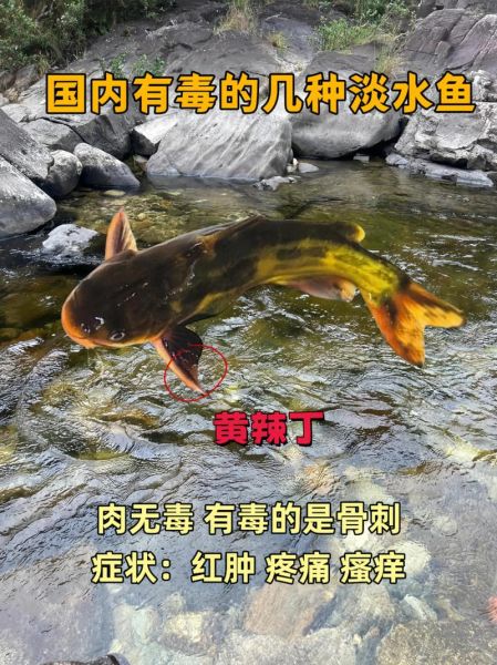 黄辣丁寄生虫多吗_怎么彻底去除-第3张图片-山城妙识 黄辣丁寄生虫多吗_怎么彻底去除-第3张图片-山城妙识