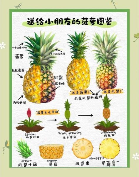 都乐菠萝是凤梨吗_凤梨和菠萝区别-第3张图片-山城妙识 都乐菠萝是凤梨吗_凤梨和菠萝区别-第3张图片-山城妙识