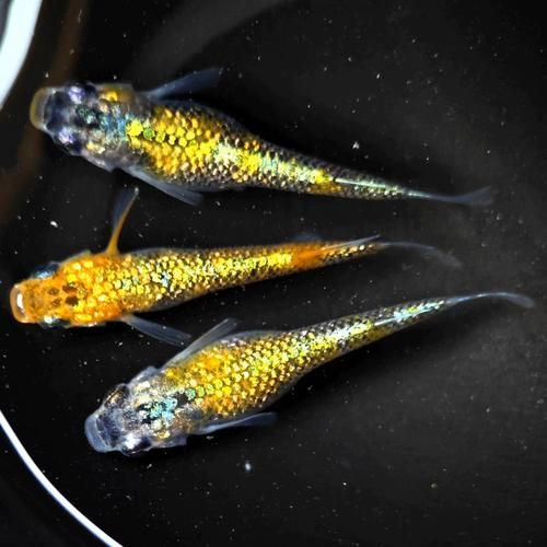 青鳉鱼怎么养_青鳉鱼能活多久-第3张图片-山城妙识 青鳉鱼怎么养_青鳉鱼能活多久-第3张图片-山城妙识