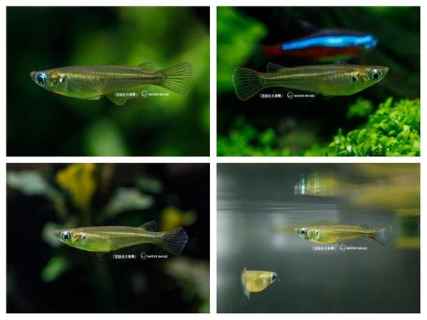 青鳉鱼怎么养_青鳉鱼能活多久-第1张图片-山城妙识 青鳉鱼怎么养_青鳉鱼能活多久-第1张图片-山城妙识