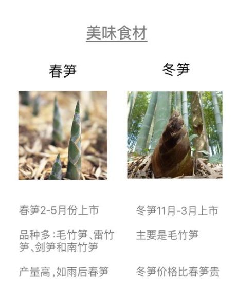 春笋和冬笋的区别_春笋和冬笋哪个更好吃-第1张图片-山城妙识