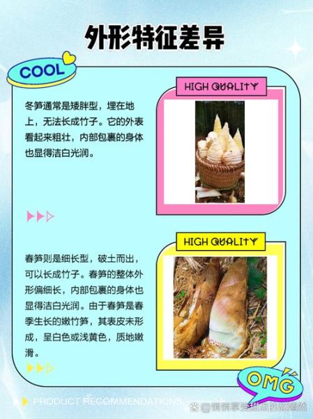 春笋和冬笋的区别_春笋和冬笋哪个更好吃-第2张图片-山城妙识