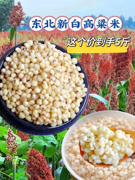 高粱米怎么煮_高粱米做法大全-第1张图片-山城妙识 高粱米怎么煮_高粱米做法大全-第1张图片-山城妙识