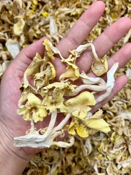 鸡油菌多少钱一斤_鸡油菌价格为什么波动大-第1张图片-山城妙识 鸡油菌多少钱一斤_鸡油菌价格为什么波动大-第1张图片-山城妙识