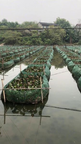 鳝鱼养殖技术视频_鳝鱼养殖注意事项-第2张图片-山城妙识 鳝鱼养殖技术视频_鳝鱼养殖注意事项-第2张图片-山城妙识