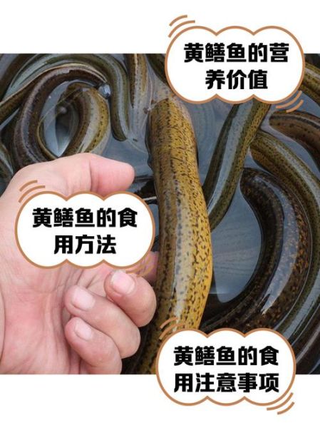 鳝鱼养殖技术视频_鳝鱼养殖注意事项-第1张图片-山城妙识 鳝鱼养殖技术视频_鳝鱼养殖注意事项-第1张图片-山城妙识