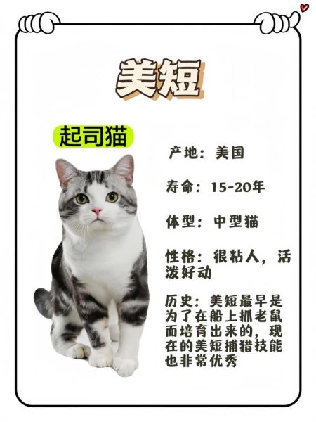 起司猫是什么猫配出来的_起司猫品种来源-第1张图片-山城妙识 起司猫是什么猫配出来的_起司猫品种来源-第1张图片-山城妙识