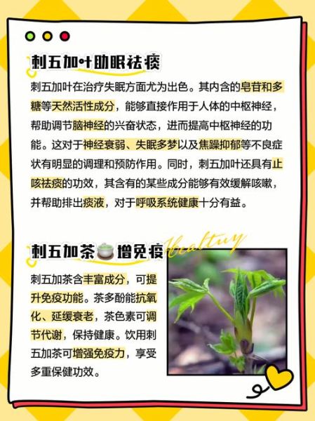 刺五加叶的功效与作用_刺五加叶怎么泡水喝-第1张图片-山城妙识 刺五加叶的功效与作用_刺五加叶怎么泡水喝-第1张图片-山城妙识