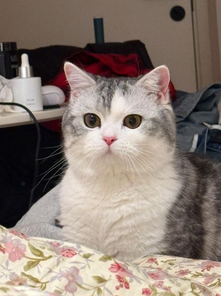 起司猫是什么猫配出来的_起司猫品种来源-第3张图片-山城妙识 起司猫是什么猫配出来的_起司猫品种来源-第3张图片-山城妙识