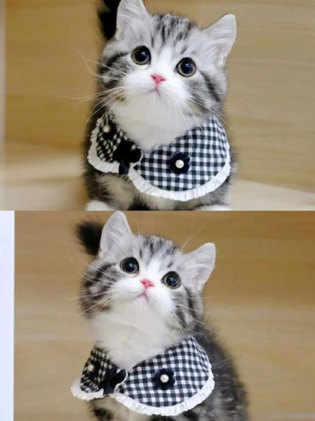 起司猫是什么猫配出来的_起司猫品种来源-第2张图片-山城妙识 起司猫是什么猫配出来的_起司猫品种来源-第2张图片-山城妙识