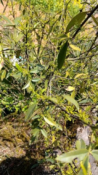 野花椒长什么样_野花椒图片特征-第3张图片-山城妙识