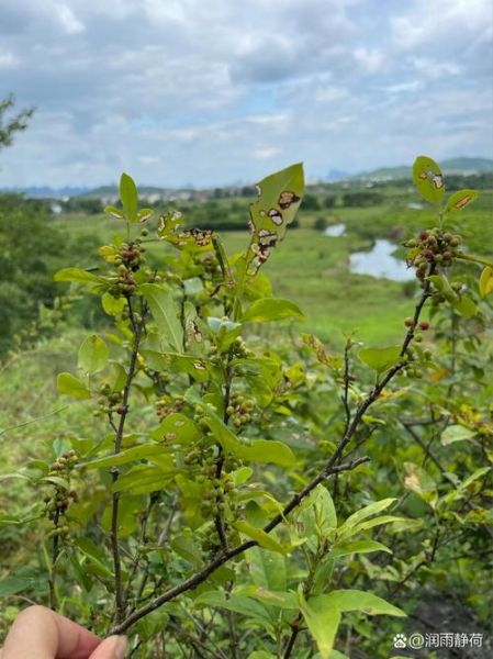 野花椒长什么样_野花椒图片特征-第2张图片-山城妙识