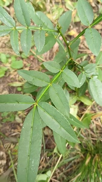 野花椒长什么样_野花椒图片特征-第1张图片-山城妙识