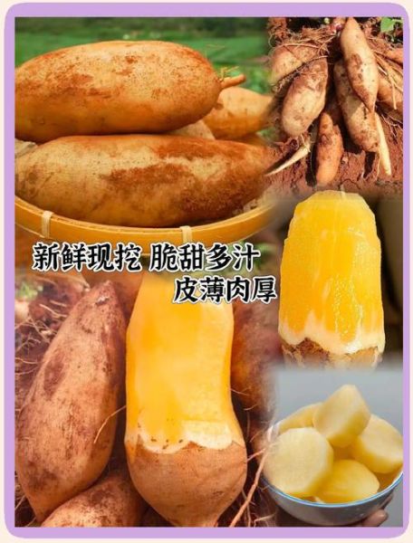 雪莲果怎么吃好吃_雪莲果的正确吃法-第1张图片-山城妙识