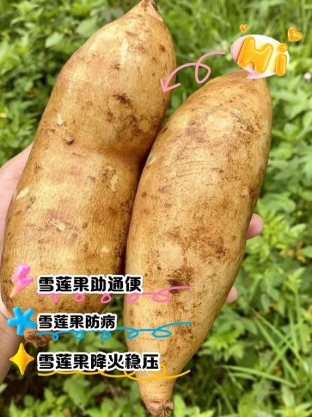 糖尿病能吃雪莲果吗_雪莲果升糖指数高吗-第3张图片-山城妙识