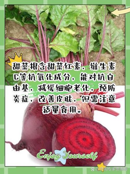 甜菜根最简单的吃法_甜菜根生吃还是熟吃好-第1张图片-山城妙识
