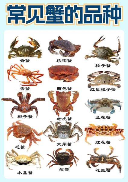 螃蟹种类图片大全_如何区分常见蟹类-第2张图片-山城妙识