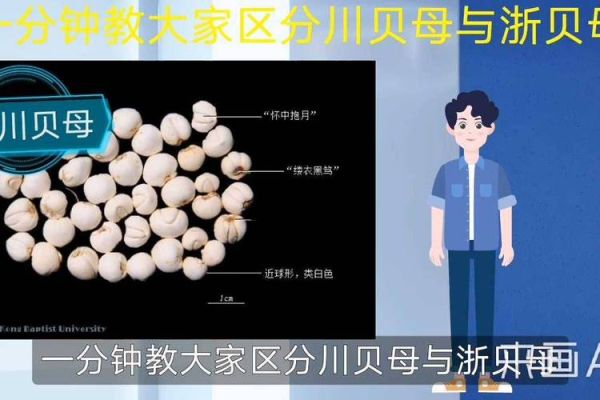 贝母治什么病最有效_川贝母与浙贝母区别-第2张图片-山城妙识 贝母治什么病最有效_川贝母与浙贝母区别-第2张图片-山城妙识