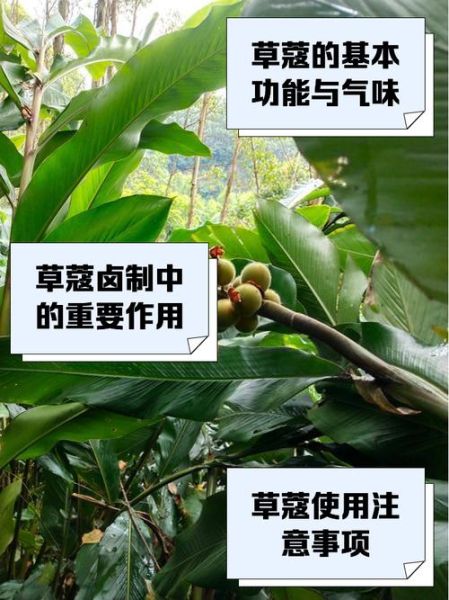 草寇是什么_草寇的功效与作用-第1张图片-山城妙识 草寇是什么_草寇的功效与作用-第1张图片-山城妙识