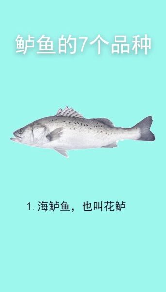 鲈鱼多少钱一斤_今日鲈鱼批发价格-第3张图片-山城妙识 鲈鱼多少钱一斤_今日鲈鱼批发价格-第3张图片-山城妙识