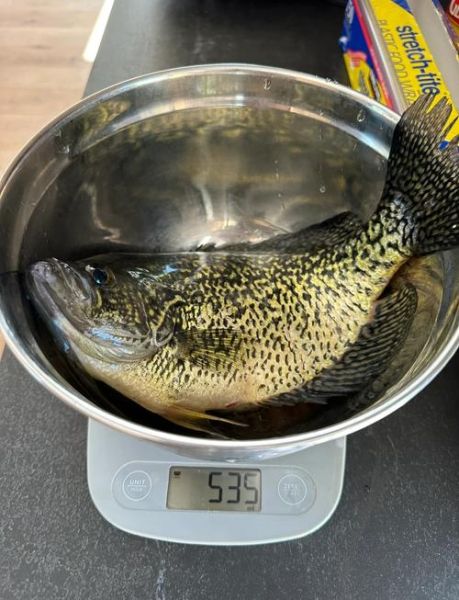 鲈鱼多少钱一斤_今日鲈鱼批发价格-第2张图片-山城妙识 鲈鱼多少钱一斤_今日鲈鱼批发价格-第2张图片-山城妙识