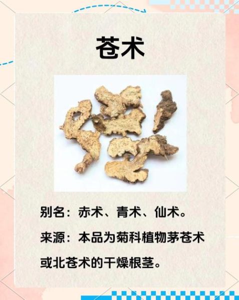 苍术的功效与作用_苍术主治什么病-第3张图片-山城妙识 苍术的功效与作用_苍术主治什么病-第3张图片-山城妙识