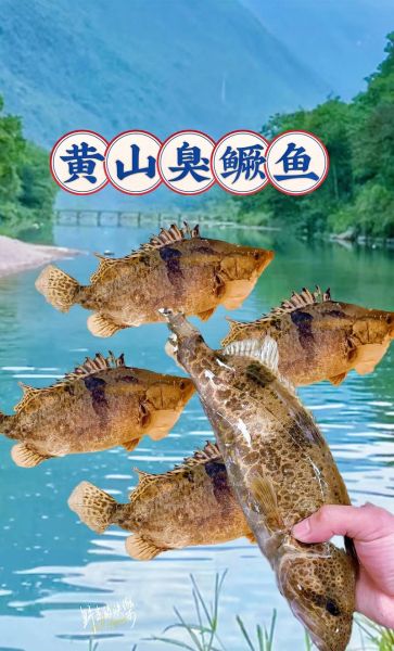 黄山臭桂鱼怎么烧好吃_正宗臭桂鱼做法-第2张图片-山城妙识