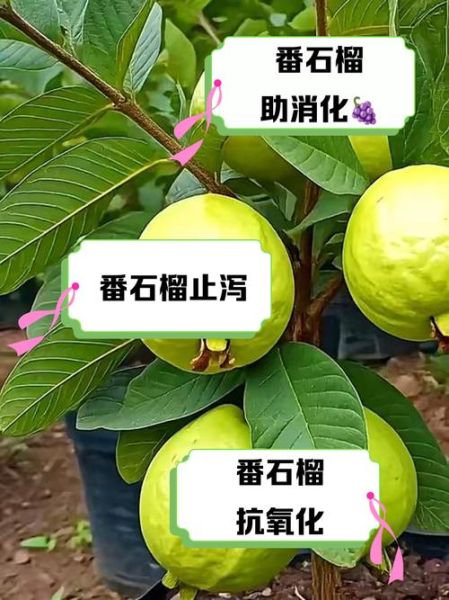 石榴对身体有什么好处_石榴的功效与作用-第1张图片-山城妙识