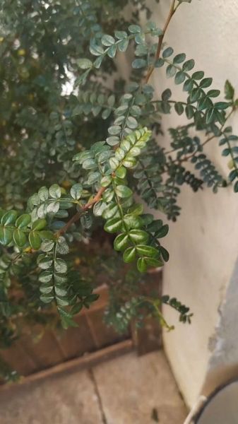 胡椒树长什么样_胡椒树和胡椒藤区别-第2张图片-山城妙识