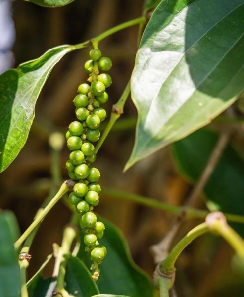 胡椒树长什么样_胡椒树和胡椒藤区别-第1张图片-山城妙识