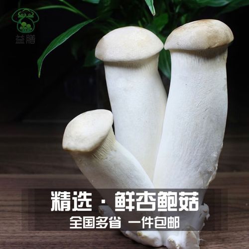 鸡腿菇怎么挑选_鸡腿菇和杏鲍菇的区别-第2张图片-山城妙识