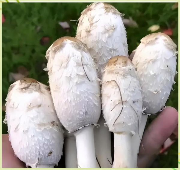 鸡腿菇怎么挑选_鸡腿菇和杏鲍菇的区别-第1张图片-山城妙识