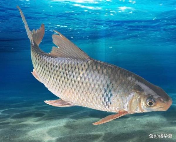 啵啵鱼是什么鱼_啵啵鱼是淡水鱼还是海鱼-第2张图片-山城妙识 啵啵鱼是什么鱼_啵啵鱼是淡水鱼还是海鱼-第2张图片-山城妙识