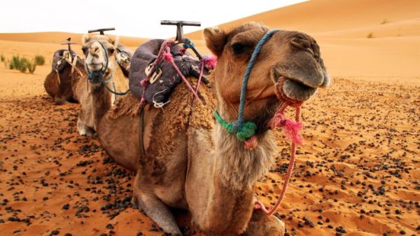 骆驼图片怎么拍_沙漠骆驼高清壁纸哪里找-第2张图片-山城妙识