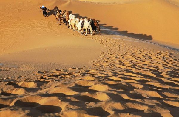 骆驼图片怎么拍_沙漠骆驼高清壁纸哪里找-第1张图片-山城妙识