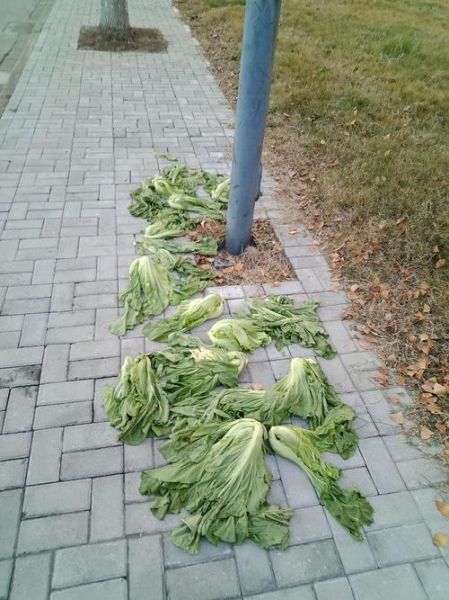 腌咸菜盐的比例是多少_腌咸菜一斤菜放多少盐-第1张图片-山城妙识