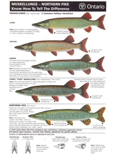 梭子鱼怎么画_梭子鱼简笔画步骤-第3张图片-山城妙识 梭子鱼怎么画_梭子鱼简笔画步骤-第3张图片-山城妙识