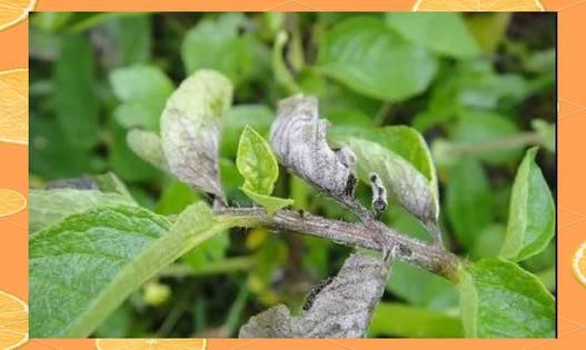 马铃薯晚疫病症状_马铃薯晚疫病防治方法-第3张图片-山城妙识 马铃薯晚疫病症状_马铃薯晚疫病防治方法-第3张图片-山城妙识