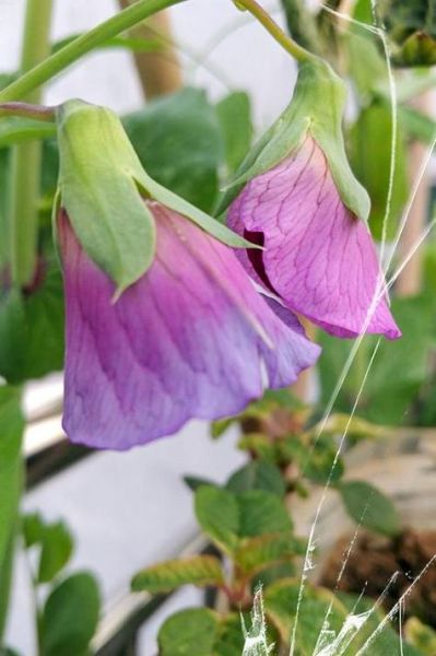 紫色荷兰豆怎么炒好吃_紫色荷兰豆的做法大全家常-第1张图片-山城妙识