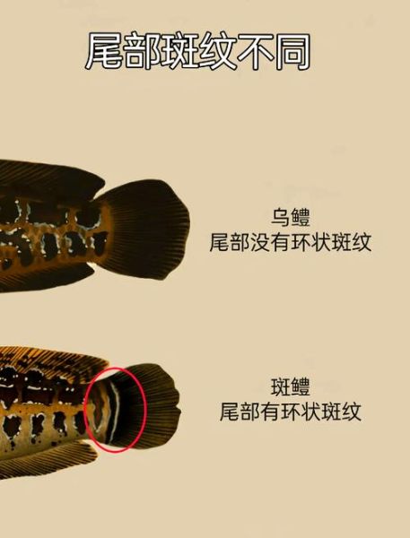 蛇鱼和黑鱼是一种鱼吗_区别与联系全解析-第2张图片-山城妙识 蛇鱼和黑鱼是一种鱼吗_区别与联系全解析-第2张图片-山城妙识