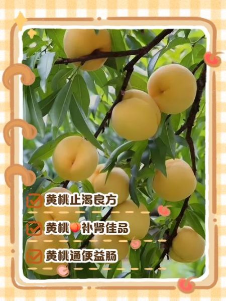 黄桃的营养价值及功效与作用_吃黄桃会上火吗-第2张图片-山城妙识 黄桃的营养价值及功效与作用_吃黄桃会上火吗-第2张图片-山城妙识