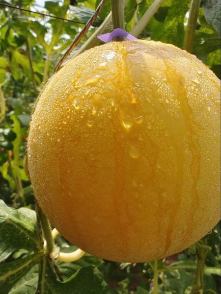 黄金瓜产地在哪里_黄金瓜哪里最正宗-第1张图片-山城妙识 黄金瓜产地在哪里_黄金瓜哪里最正宗-第1张图片-山城妙识