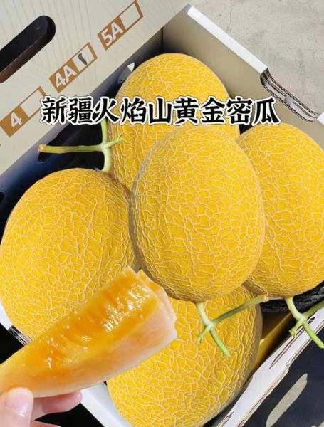 黄金瓜产地在哪里_黄金瓜哪里最正宗-第2张图片-山城妙识 黄金瓜产地在哪里_黄金瓜哪里最正宗-第2张图片-山城妙识