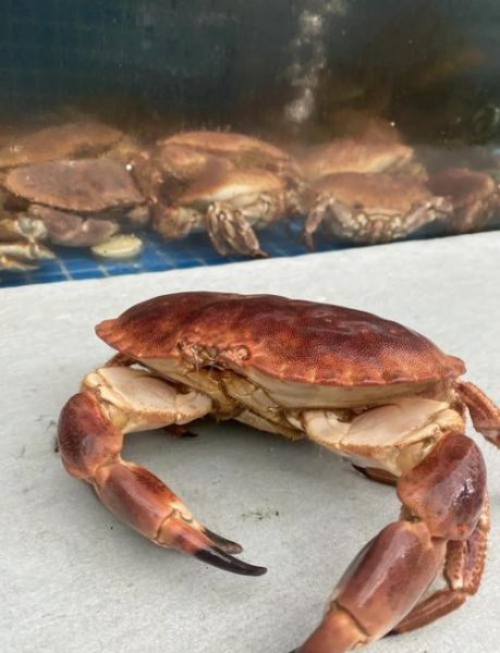 面包蟹怎么清理内脏_面包蟹内脏清理步骤-第1张图片-山城妙识 面包蟹怎么清理内脏_面包蟹内脏清理步骤-第1张图片-山城妙识