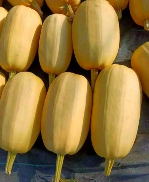 黄金瓜产地在哪里_黄金瓜哪里最正宗-第3张图片-山城妙识 黄金瓜产地在哪里_黄金瓜哪里最正宗-第3张图片-山城妙识