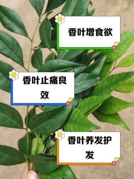 香叶的功效与作用及禁忌_孕妇能吃香叶吗-第1张图片-山城妙识 香叶的功效与作用及禁忌_孕妇能吃香叶吗-第1张图片-山城妙识